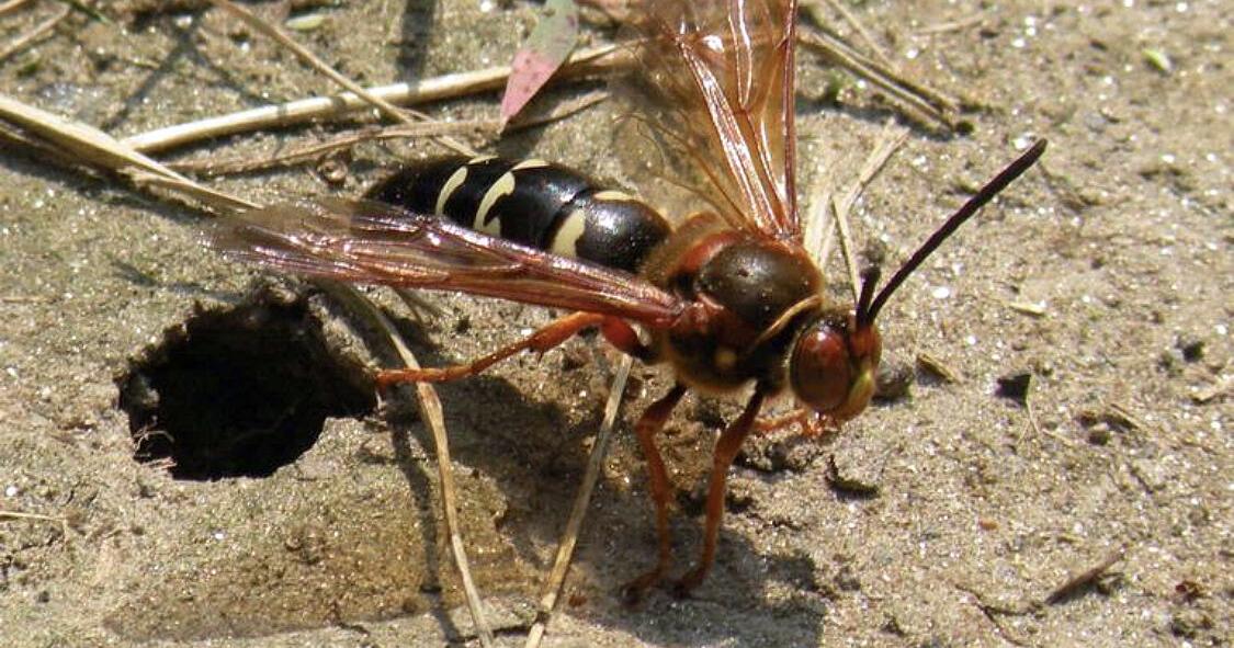 Theyre Cicada Killers Not Murder Hornets Features Pmg