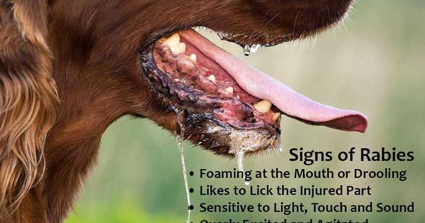 Animal Shelter puts out rabies warning after positive case is found ...