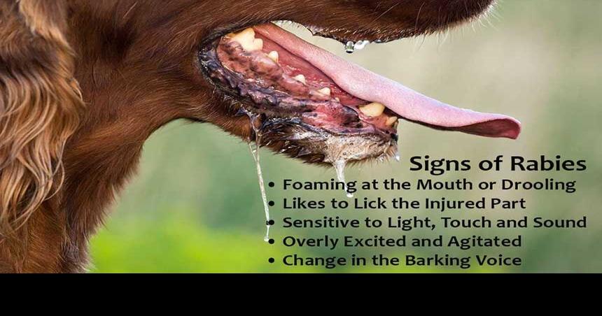 Animal Shelter puts out rabies warning after positive case is found ...