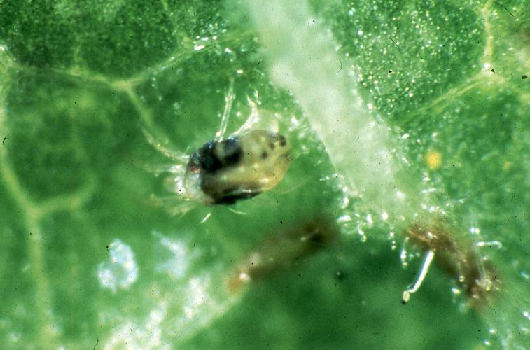 Monitoring is essential for managing mites and miticides | Features ...