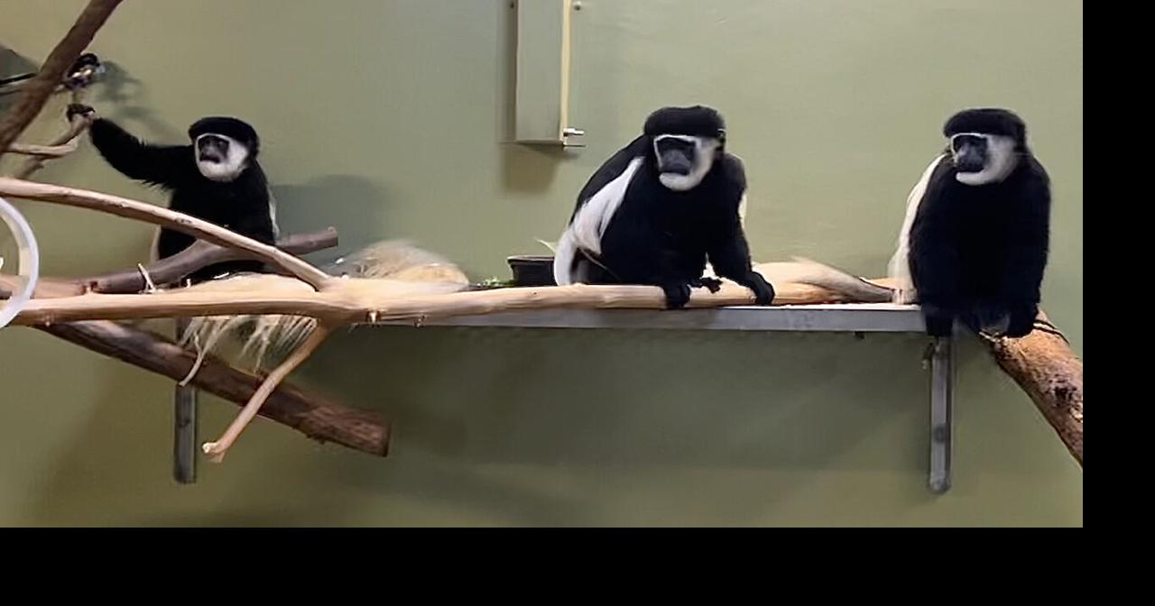 3 new colobus monkeys added at zoo | News | pmg-ky2.com