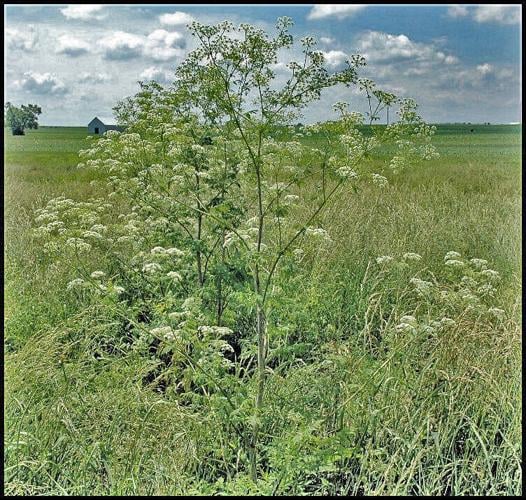 Poison hemlock is a growing concern | News | pmg-ky2.com