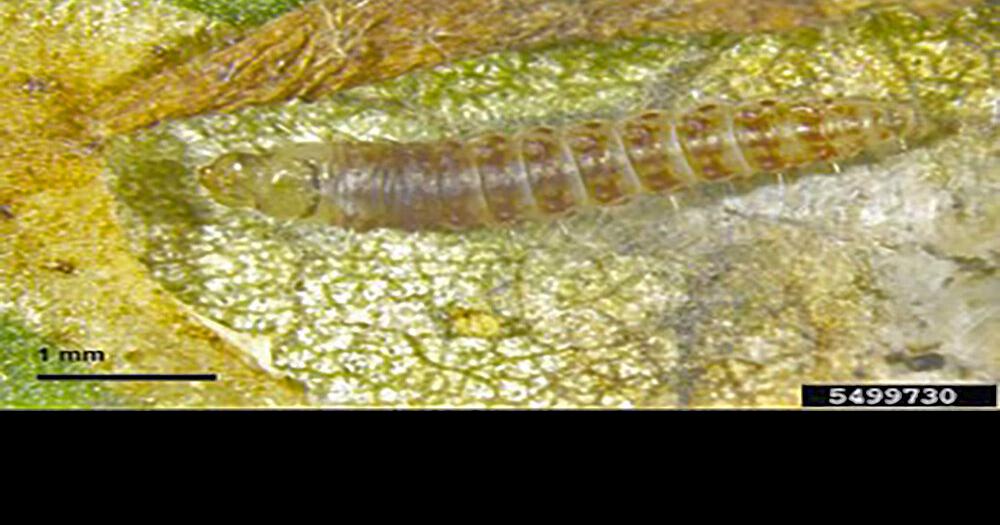 Tomato pinworm found in Kentucky | Features | pmg-ky2.com