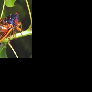 Cicadas are Coming: Can you eat them? | Health | pmg-ky2.com
