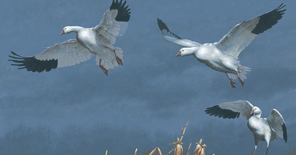 Kentucky Afield Outdoors: Give thanks for waterfowl seasons | Sports ...