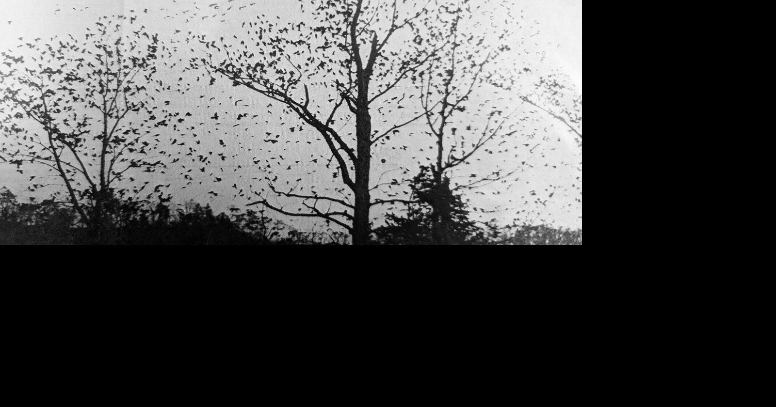 50 years ago today: The blackbird infestation of 1975 | News | pmg-ky2.com