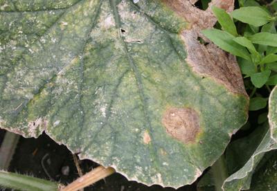 How to deal with gummy stem blight and black rot | News | pmg-ky2.com