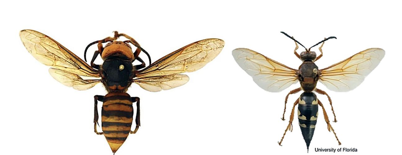 They’re cicada killers, not murder hornets | Features | pmg-ky2.com