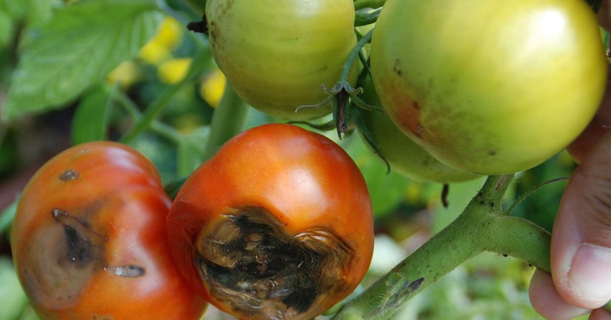 Active gardeners can take steps to overcome most tomato trouble ...