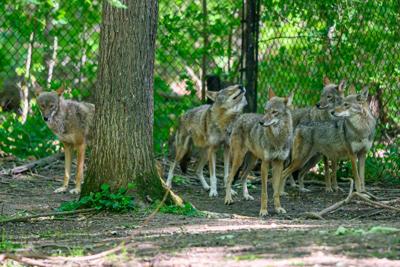 Prized for genetics, red wolves growing up at LBL | News | pmg-ky2.com