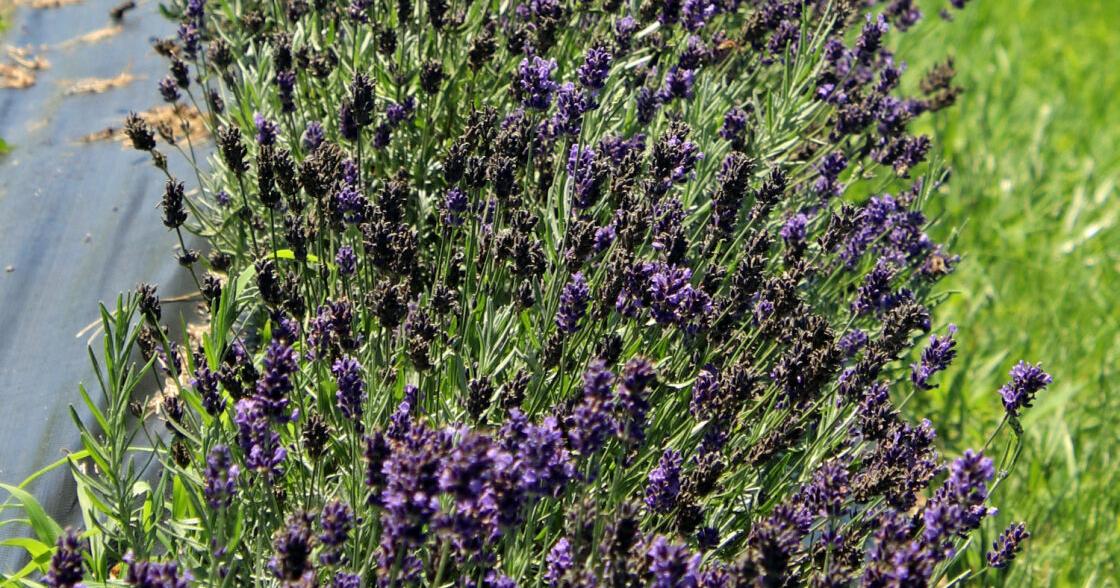 For the love of lavender | The News-Herald | pmg-ky3.com