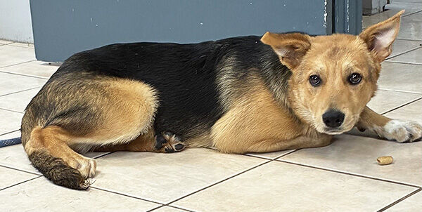 Pleas from the pound | Features | pmg-ky3.com