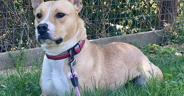 Pleas from the pound | Community | pmg-ky3.com