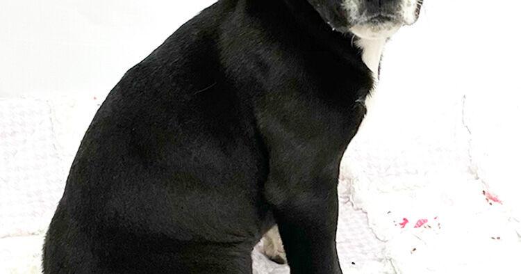 Pleas from the pound | Community | pmg-ky3.com