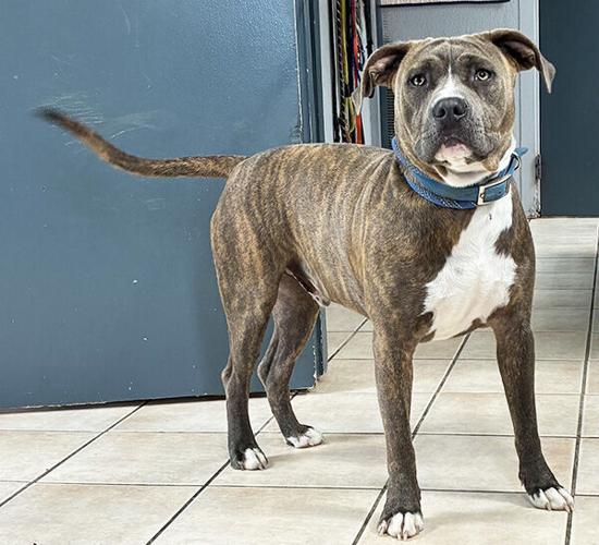 Pleas from the pound | Features | pmg-ky3.com