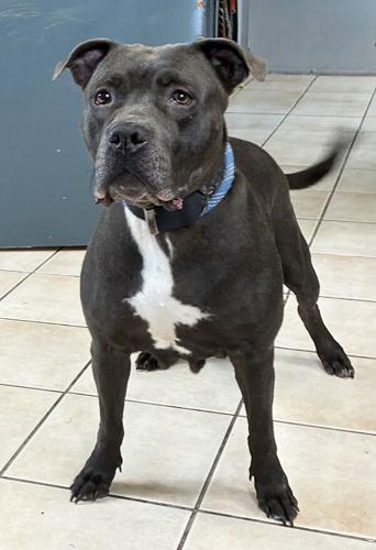 Pleas from the pound | Features | pmg-ky3.com