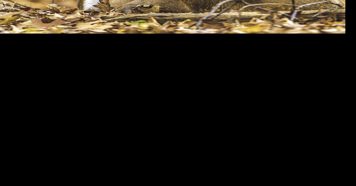 Antler Alert | Pets | pmg-ky3.com