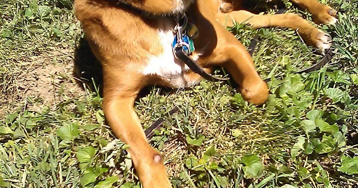 HG Pet Friendly Yard | Features | pmg-ky3.com