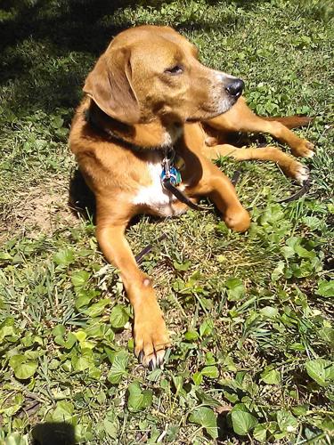 HG Pet Friendly Yard | Features | pmg-ky3.com