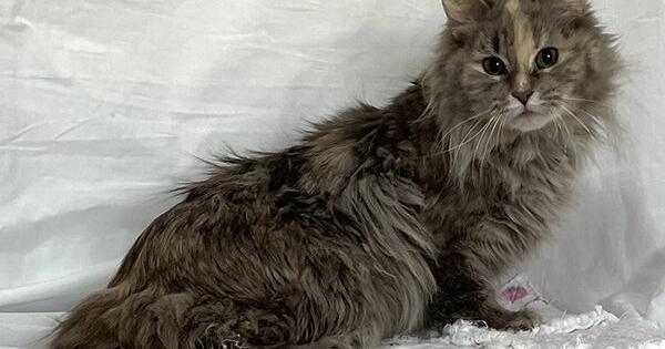 Pleas from the pound | Community | pmg-ky3.com