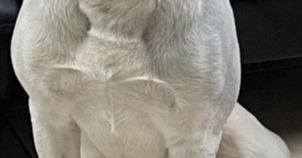 Pleas from the pound | Community | pmg-ky3.com