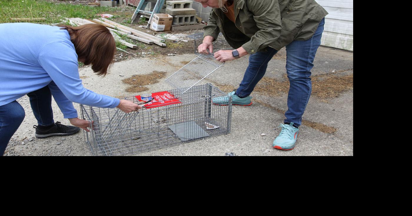 Adventures in cat corralling | Features | pmg-ky3.com