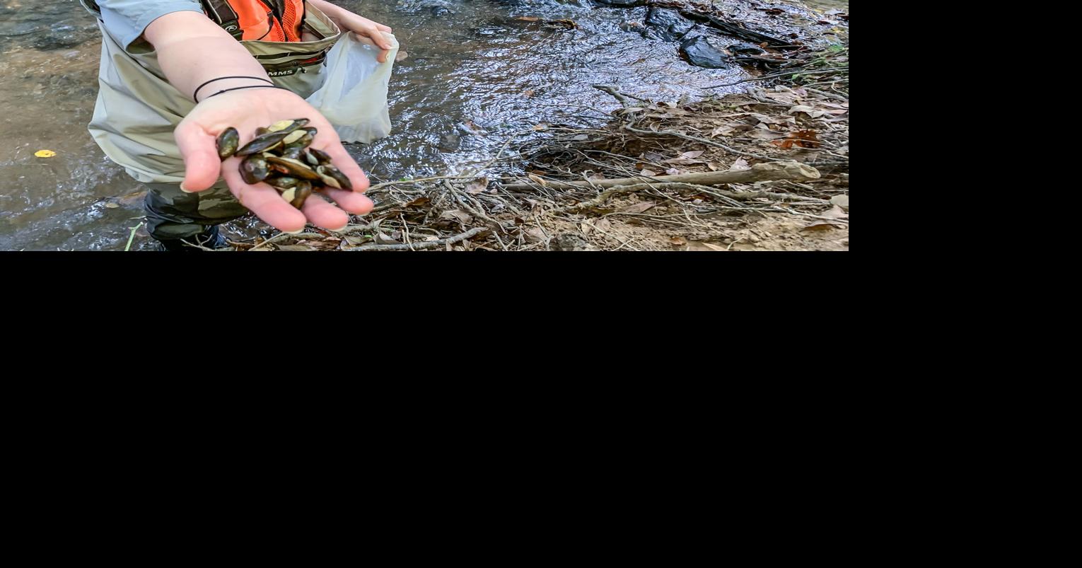 Moving mussels:: Lab-raised heelsplitters released in Flat Creek | The ...