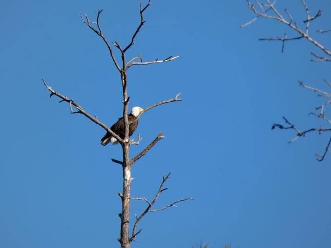 INVISTA earns habitat certification | Camden | pmg-sc.com