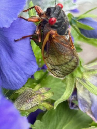 Hairy feet and nasty bugs | The News & Reporter | pmg-sc.com