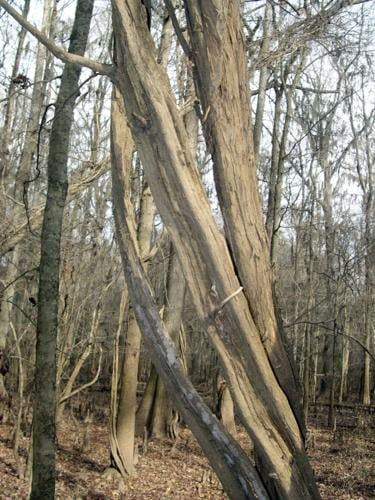 Column: Mystery Plant -- A vigorous vine | Camden | pmg-sc.com