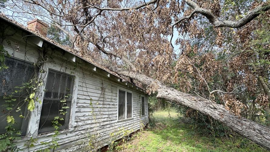 A fallen tree limb | Camden | pmg-sc.com