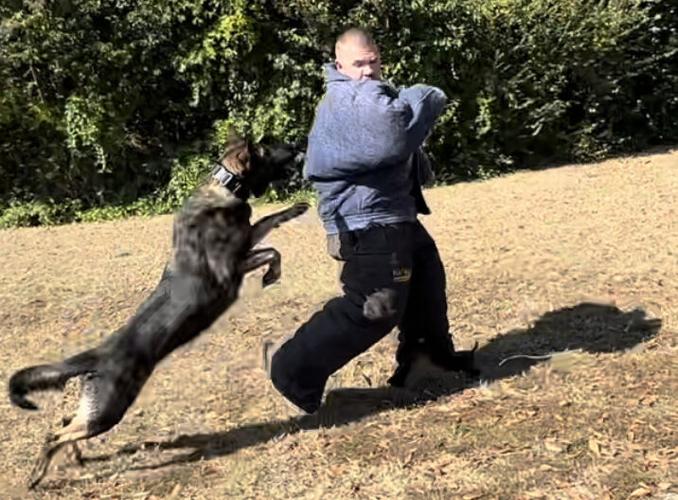 New K9 joins KCSO | Camden | pmg-sc.com
