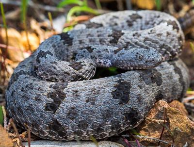 MAPPING VENOMOUS SNAKES | Progressive Journal | pmg-sc.com