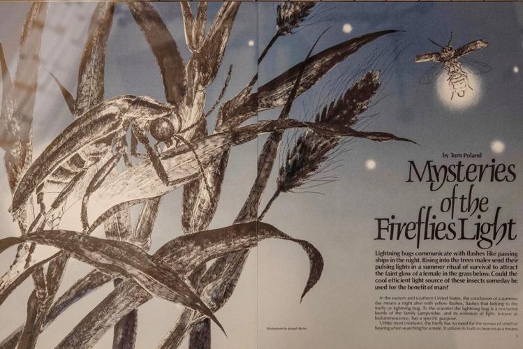 Column: Have fireflies left us? | Camden | pmg-sc.com