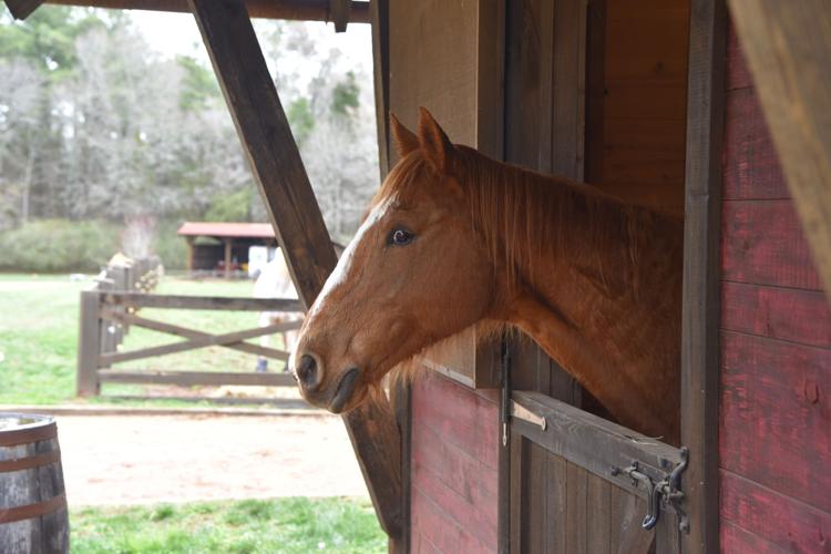 Hearts and horses: Valentine Stables opens doors to public | The News ...