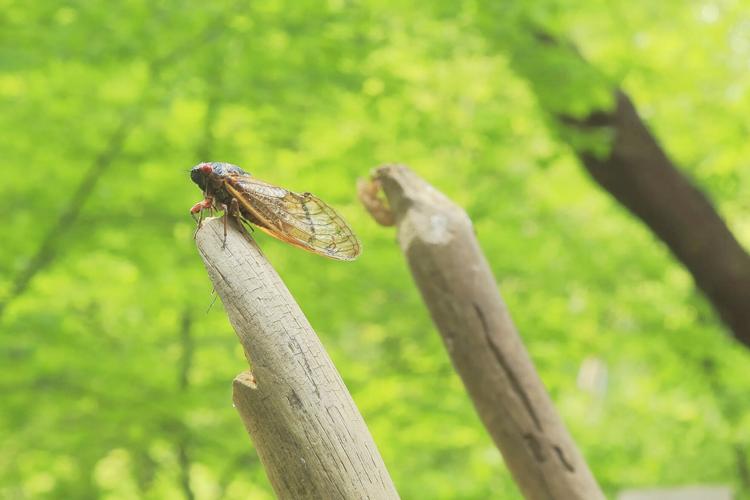 Column: Cicada’s rise and fall | Camden | pmg-sc.com
