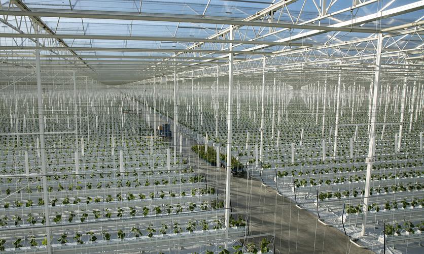 Carroll picked for $105M greenhouse complex | News | pmg-va.com