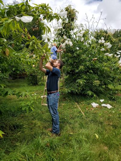 The American Chestnut | Features | pmg-va.com