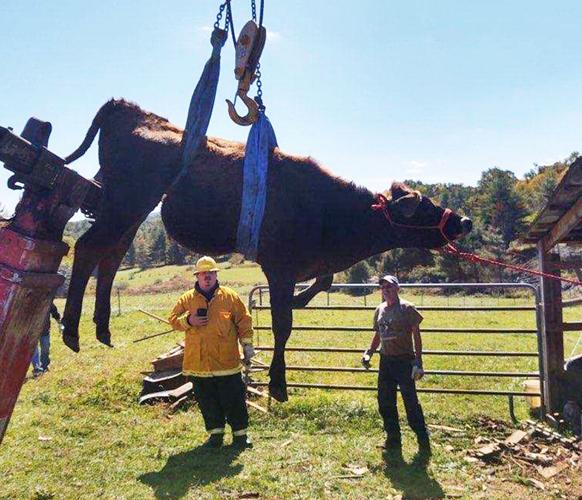 Have no fear - this steer is in the clear | News | pmg-va.com
