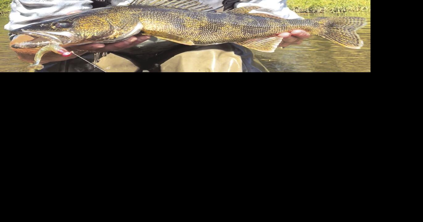 Saugeye are a great fish to target | | pmg-va.com