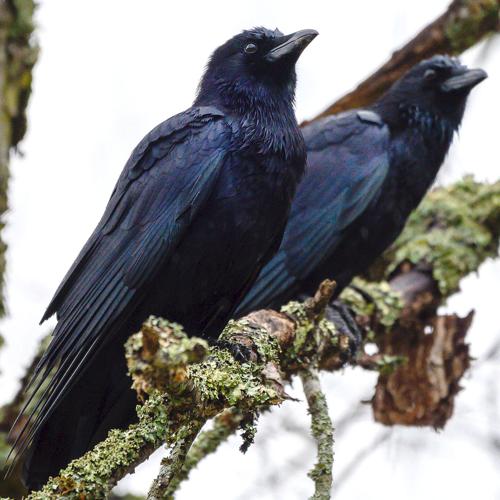 Trail Feathers | News | pmg-va.com