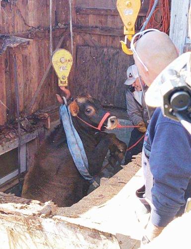 Have no fear - this steer is in the clear | News | pmg-va.com