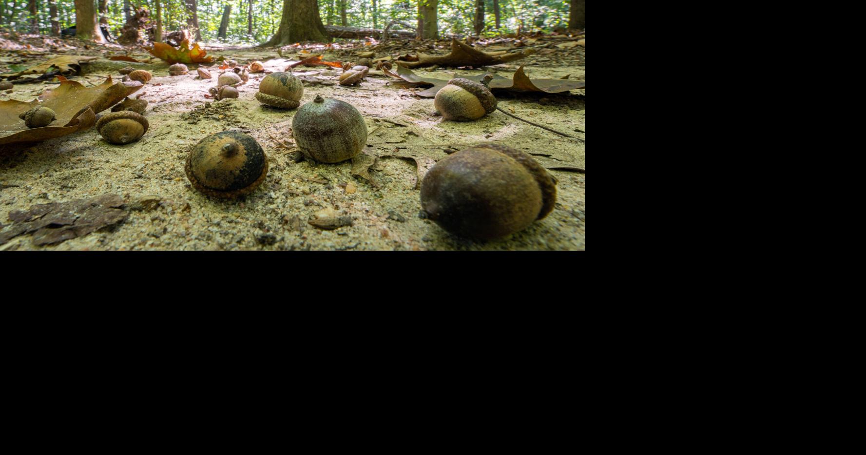 Acorn collection season continues until Oct. 16 | News | pmg-va.com