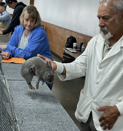 Rabbits put on a show at fairgrounds | | polkio.com