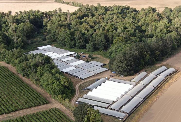 Polk County helps dethrone marijuana ‘dynasty’ | News | polkio.com