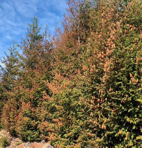Photos: Study paints detailed picture of forest canopy damage caused by ...