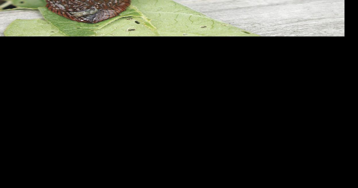 Slinky, slimy slugs on the loose | Lifestyle | polkio.com