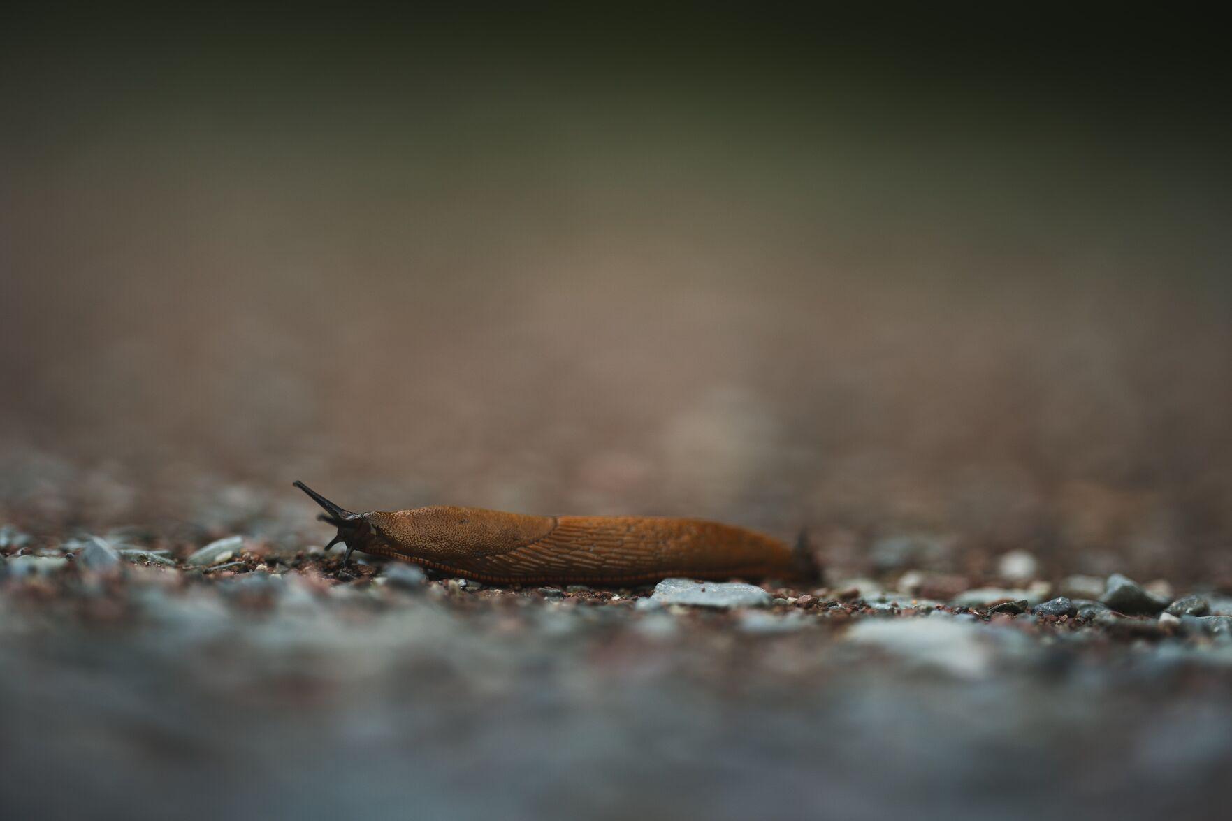 Control slugs now as they lay eggs to hatch in spring | Lifestyle ...