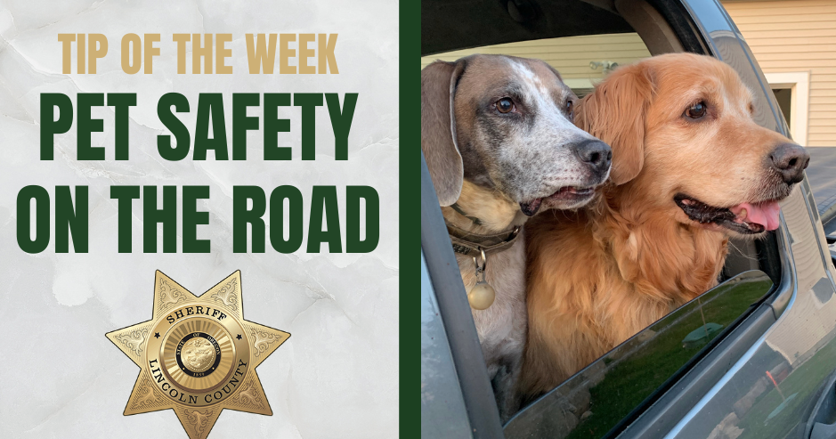 Sheriff's Tip of the Week: Pet Safety on the Road | News | polkio.com