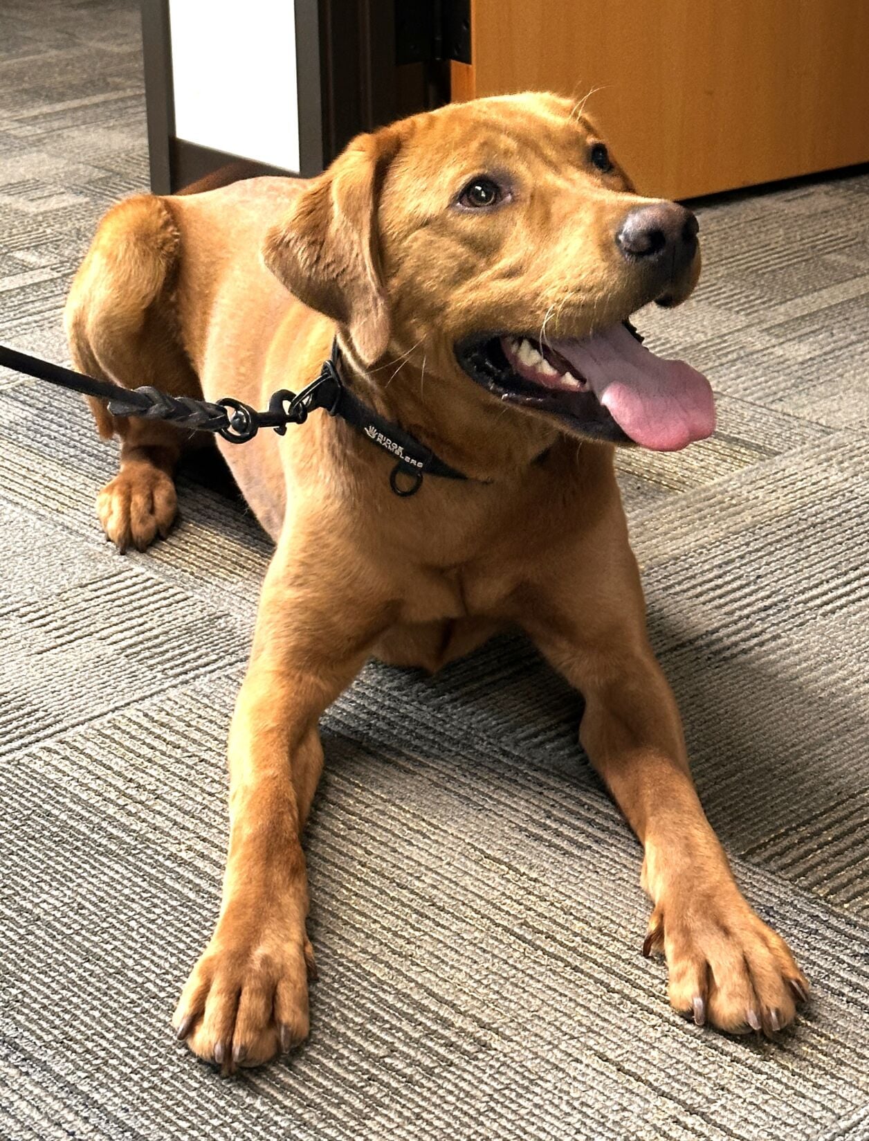 OSP invites youth to help name new Fish & Wildlife K-9 | News | polkio.com